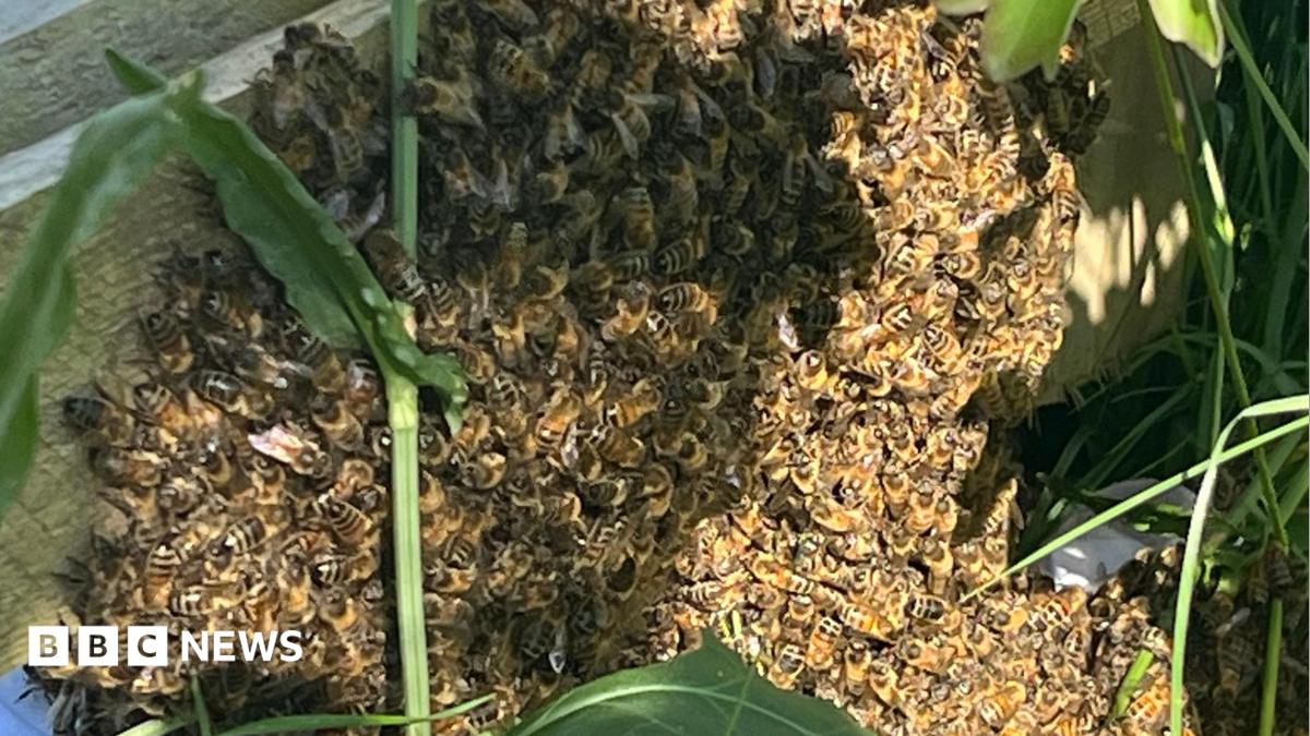 Warwickshire is the place to bee - BBC News