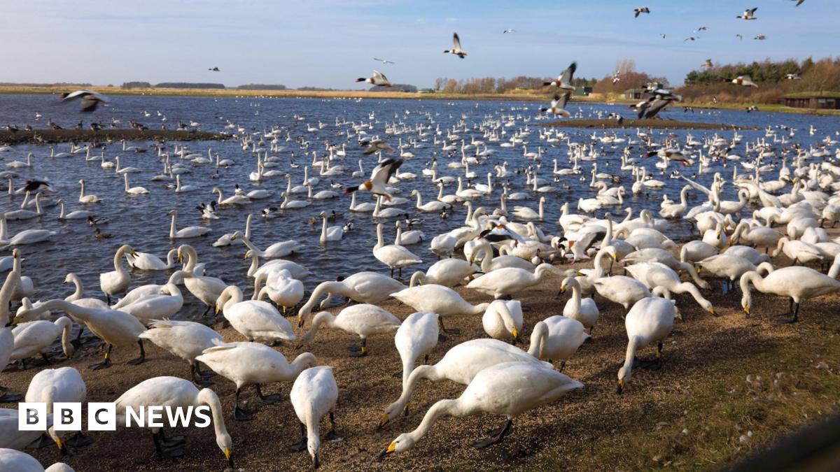 Why swans may be more likely to die from bird flu - BBC News