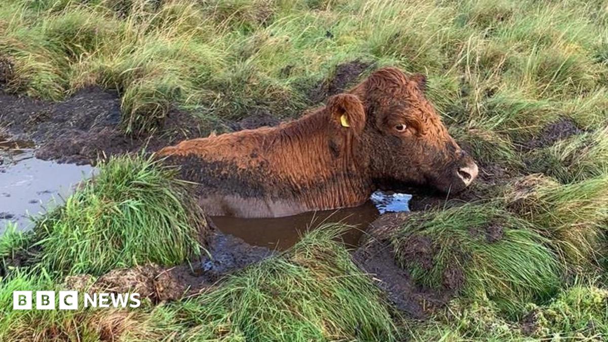 In pictures: Glenelg volunteers go to aid of cow stuck in a bog - BBC News