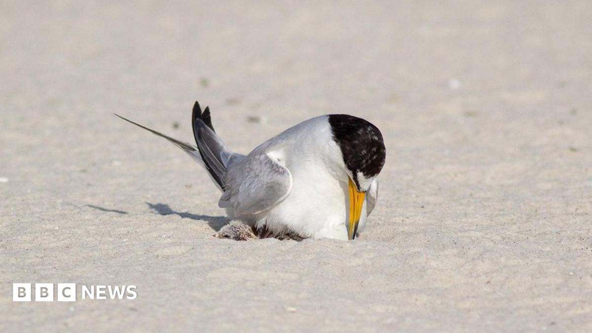 US beachgoers may have killed hundreds of protected birds - BBC News
