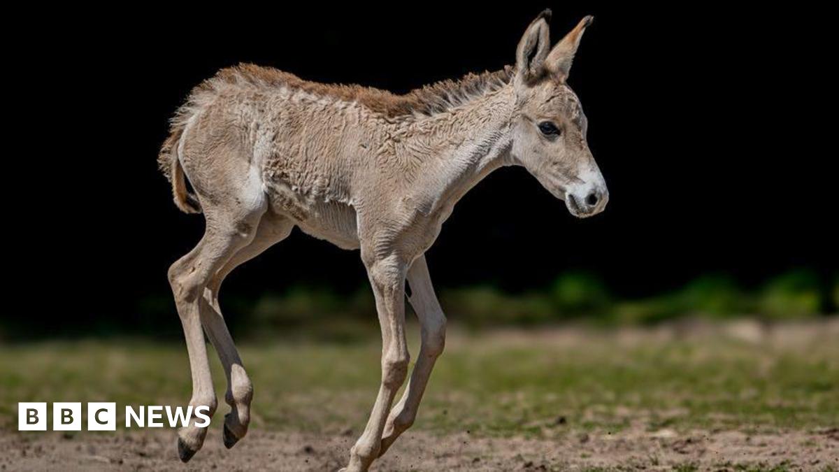 Chester Zoo hails birth of 'one of world's rarest animals' - BBC News