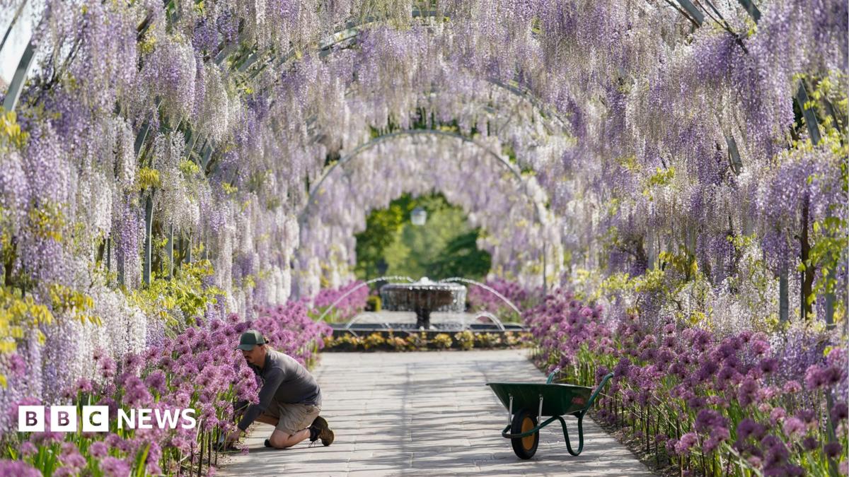 Woking: RHS Wisley blames roadworks for visitor decline - BBC News