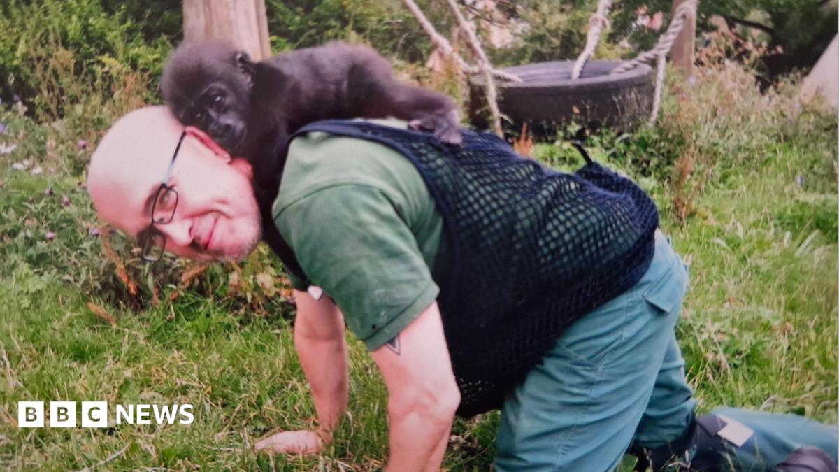 Bristol Zoo: Raising baby gorillas at home an 'amazing experience ...