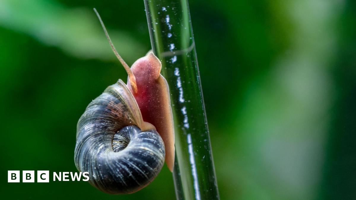 Protected rare Norfolk snails moved for A47 upgrade project - BBC News