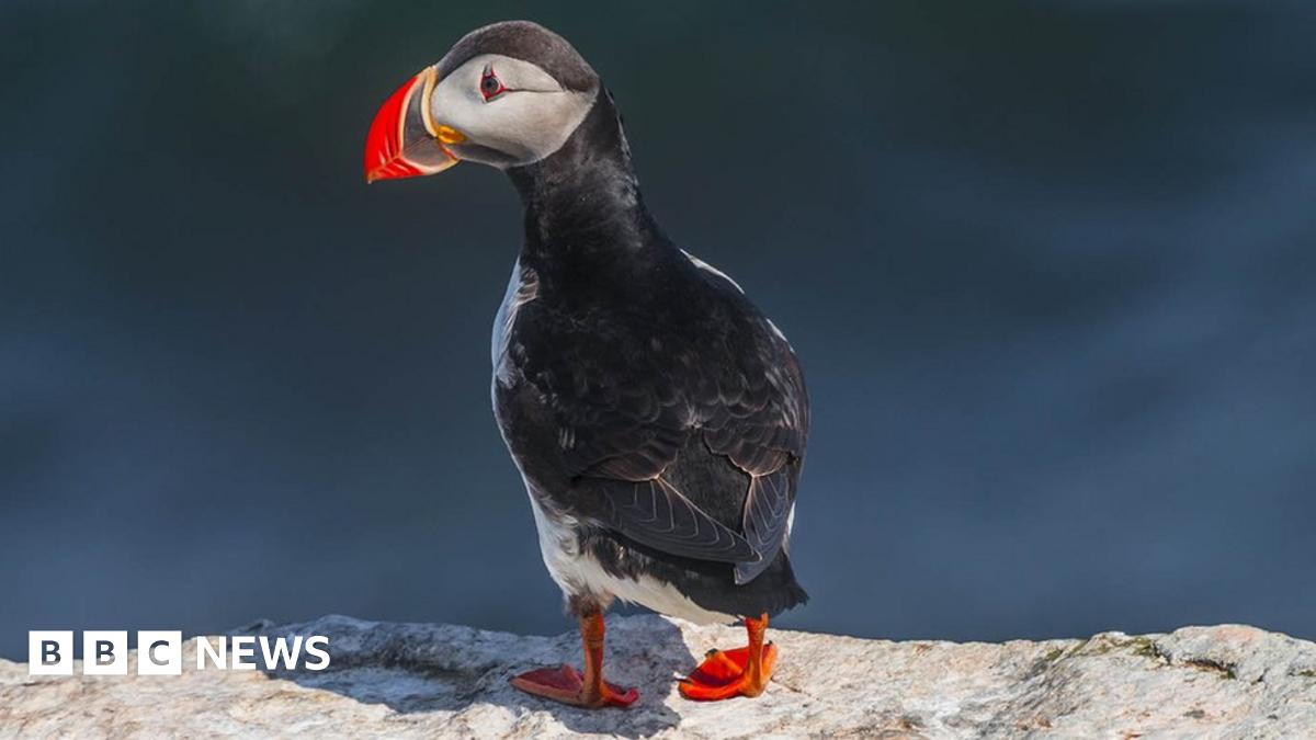 The island where people eat puffins - BBC News