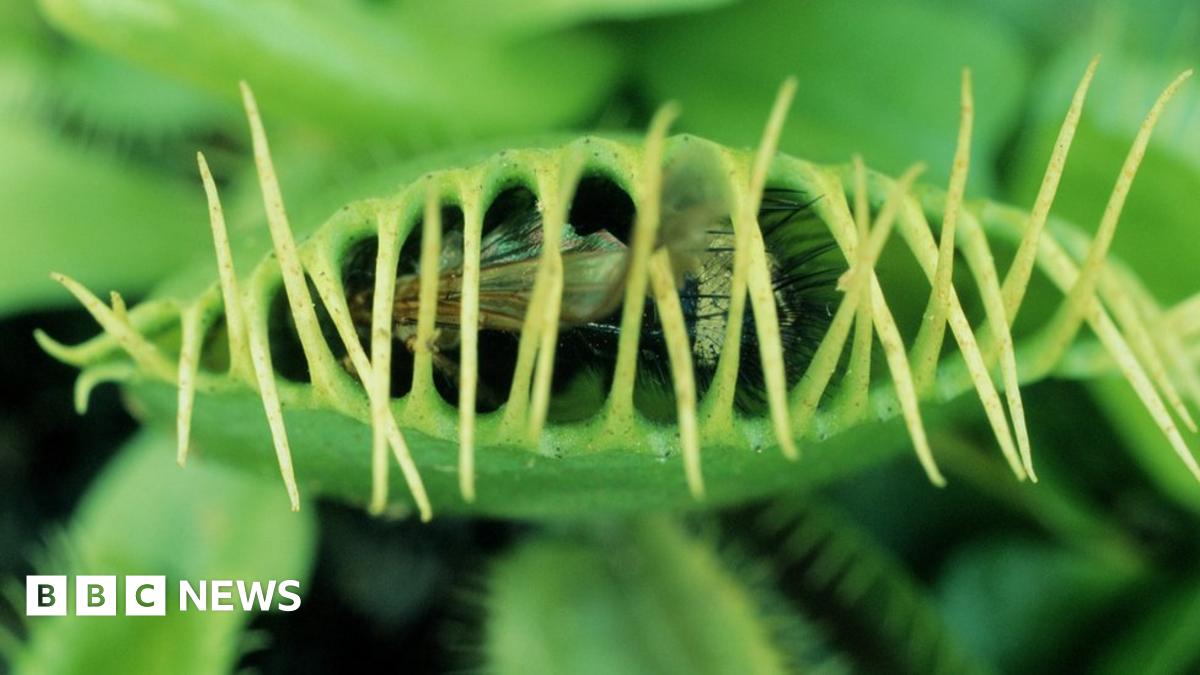 venus fly trap com