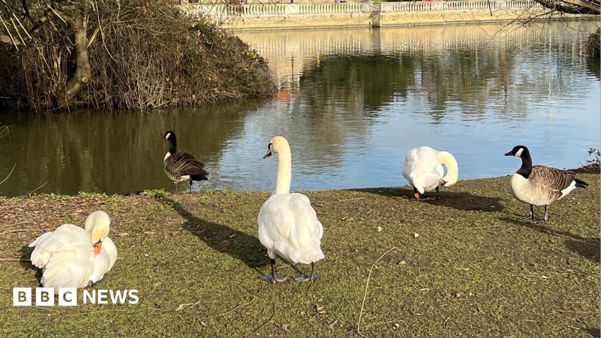 Three cases of bird flu found in swans and geese in Bedford - BBC News