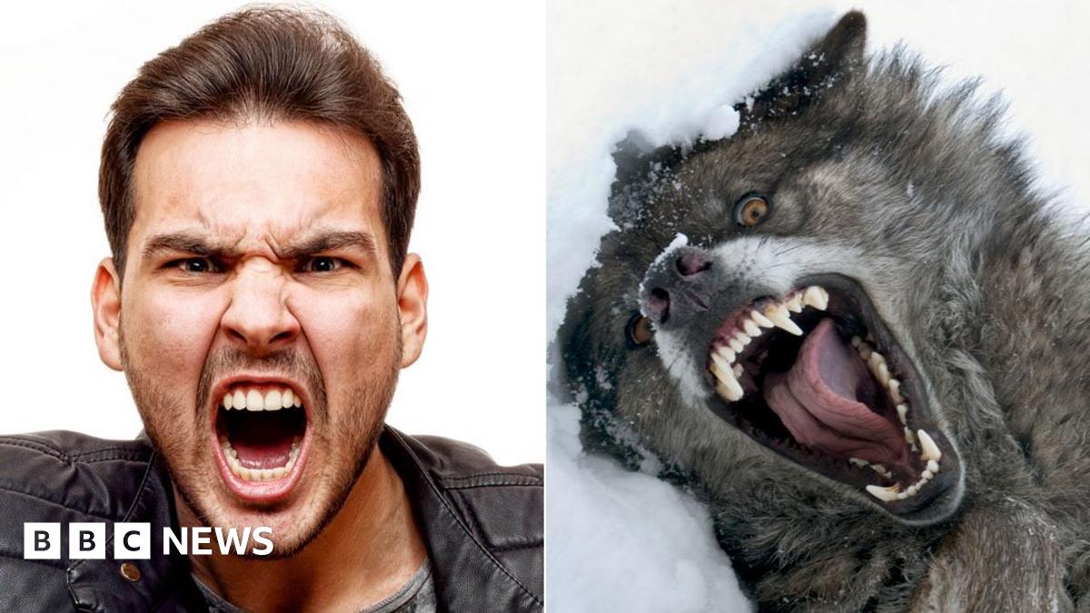 The science of laughter - BBC News