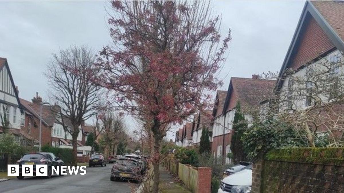 Barrow tree felling 'paused' amid complaints - BBC News