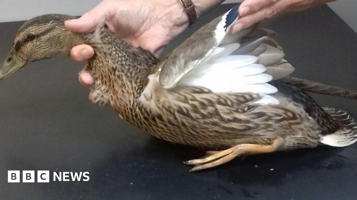Duck with crossbow arrow through body dies near Falkirk - BBC News