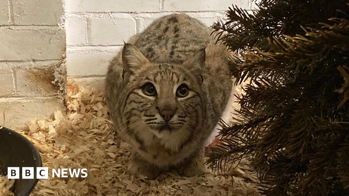 Rehomed bobcat Bode 'becoming fit' at Somerset zoo - BBC News