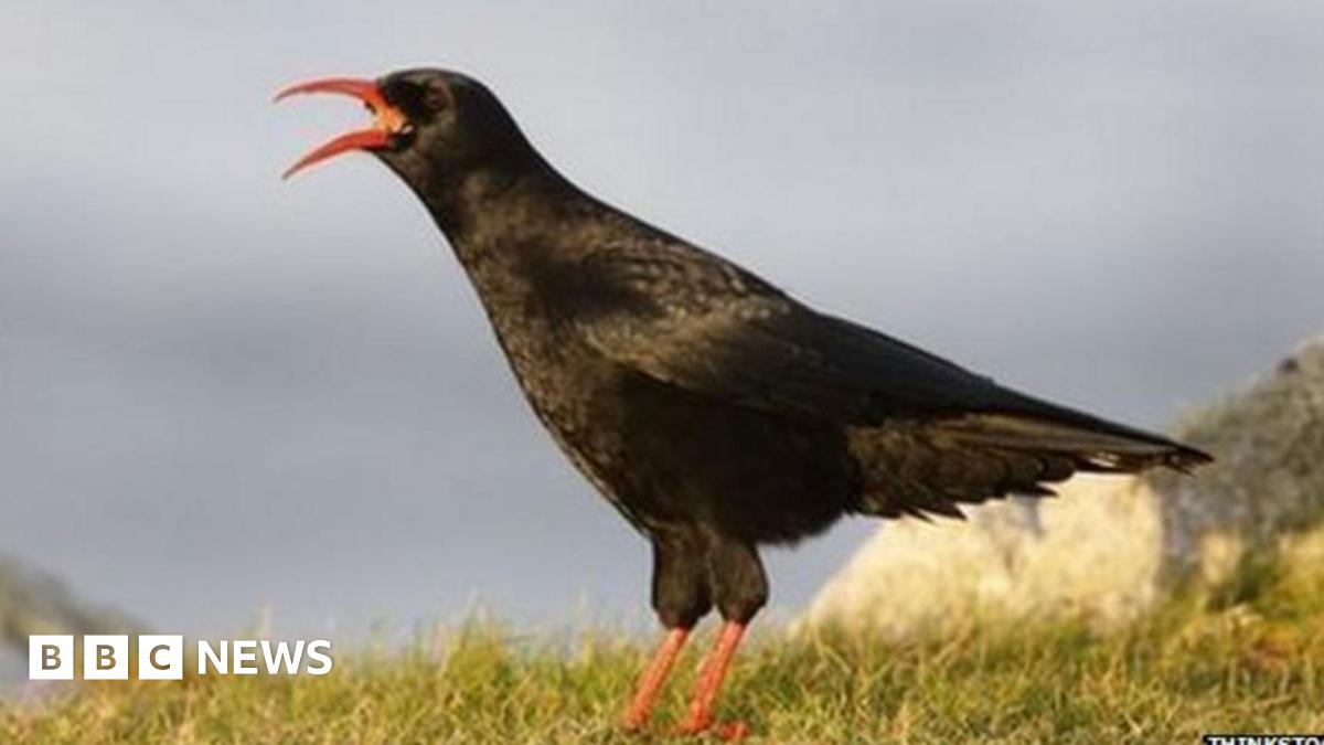 Kent: First wild chough chick in 200 years bred at Dover missing - BBC News