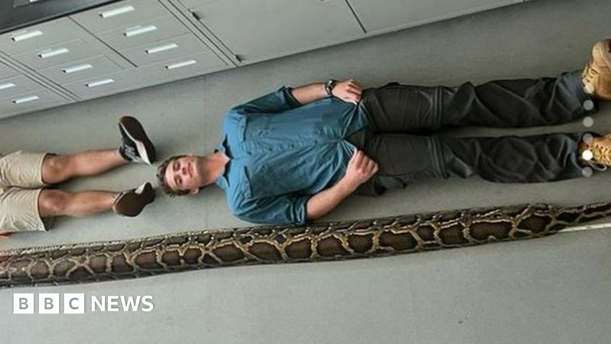 US snake hunters fight pythons big enough to devour gators - BBC News