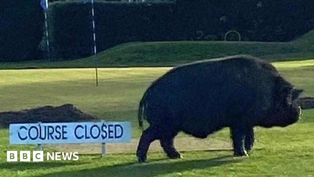 Pigs injure golfer and force Lightcliffe Golf Club closure - BBC News