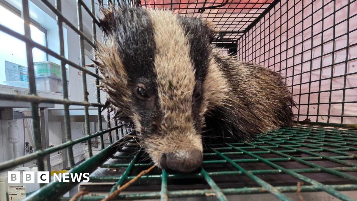 Headlines: 'Badger rescue' and 'breathtaking beach' - BBC News