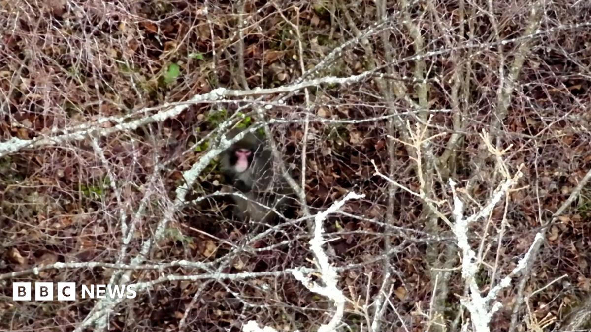 Escaped monkey spotted for second time by drone in Highlands - BBC News