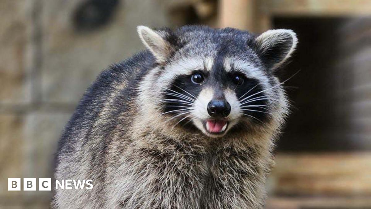 Isle of Wight: Four raccoons escape from Amazon World zoo - BBC News