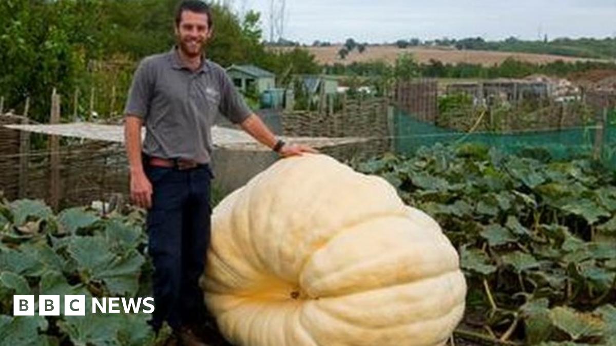 Record-breaking pumpkin 'to be turned into a boat' - BBC News