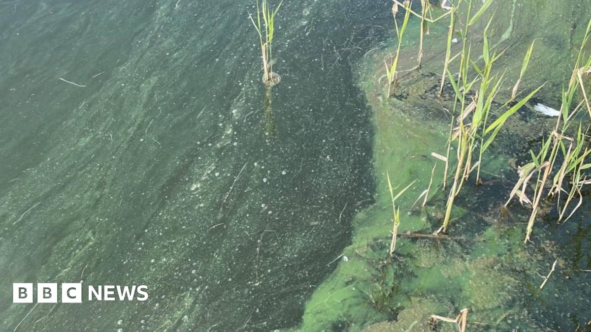 Blue-green algae discovered in Norfolk Broads water - BBC News