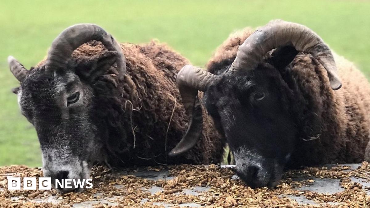 Brockswood Animal Sanctuary struggles over thefts - BBC News
