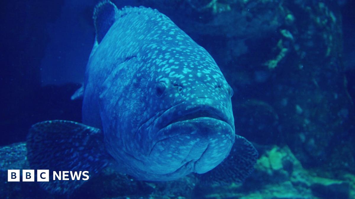 How fish and shrimps could be recruited as underwater spies - BBC News