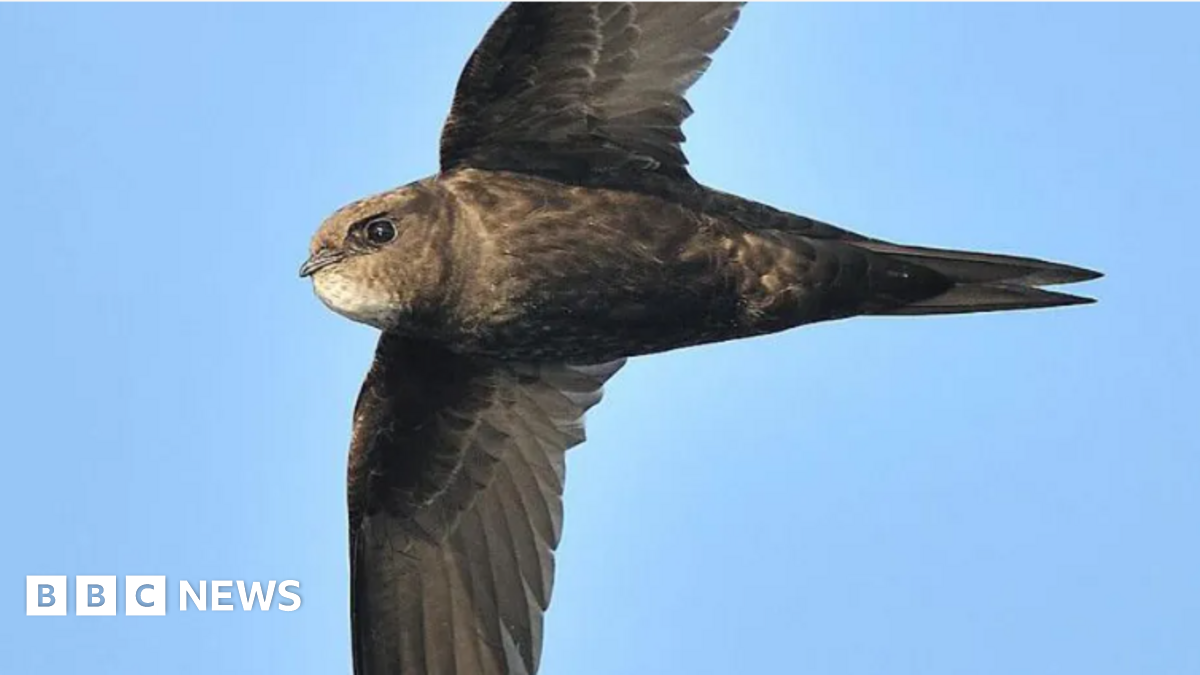Swift boxes aim to boost 'red list' bird numbers - BBC News