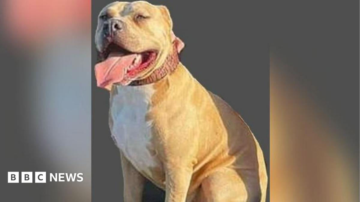 Search for XL bully after attack on woman and dog - BBC News