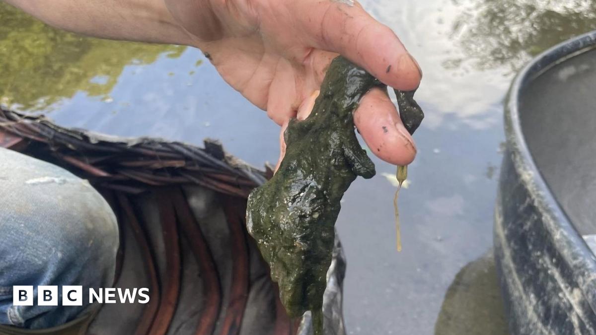 Pollution threatens Wales' coracle fishing tradition - BBC News