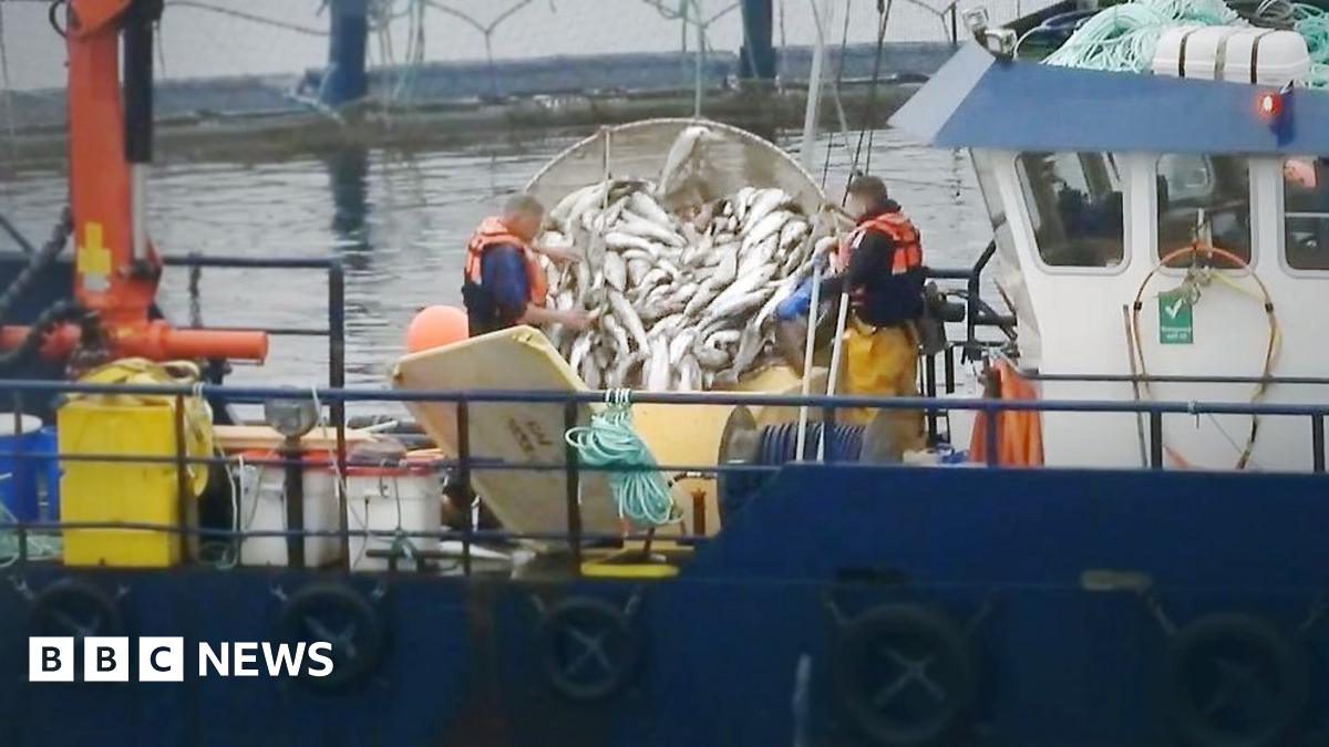 Fish farm 'removed tonnes of dead salmon' before visit by MSPs - BBC News