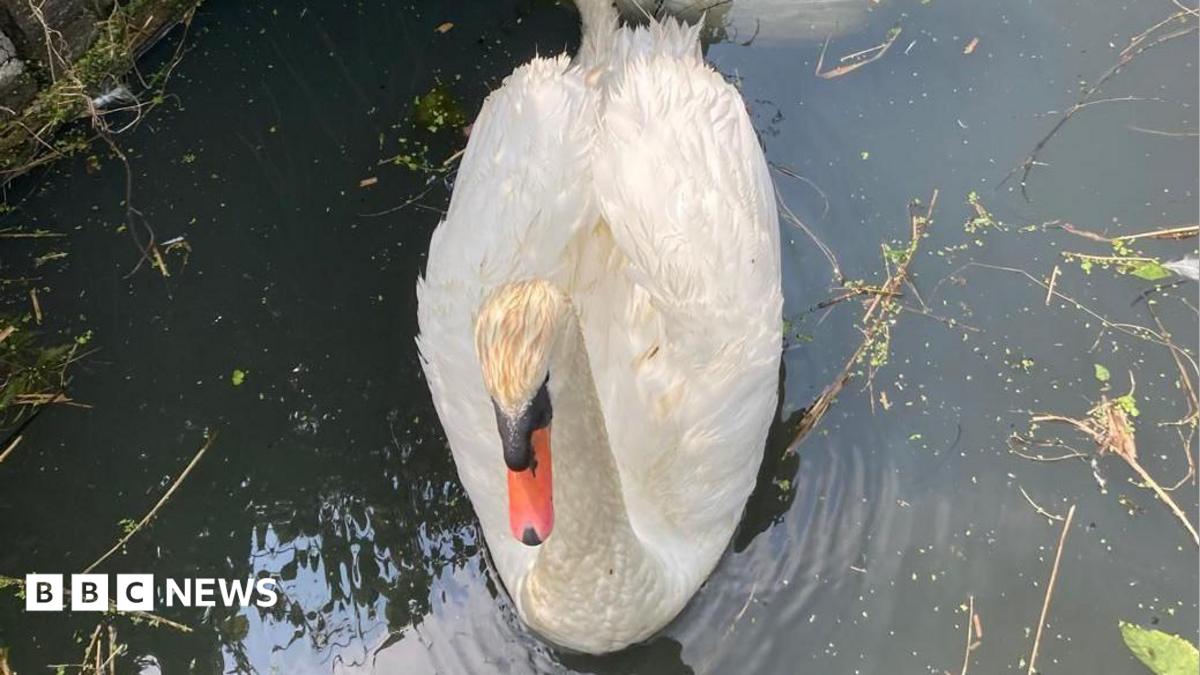Dead swans found near Broads drainage pump at Oby Dyke - BBC News