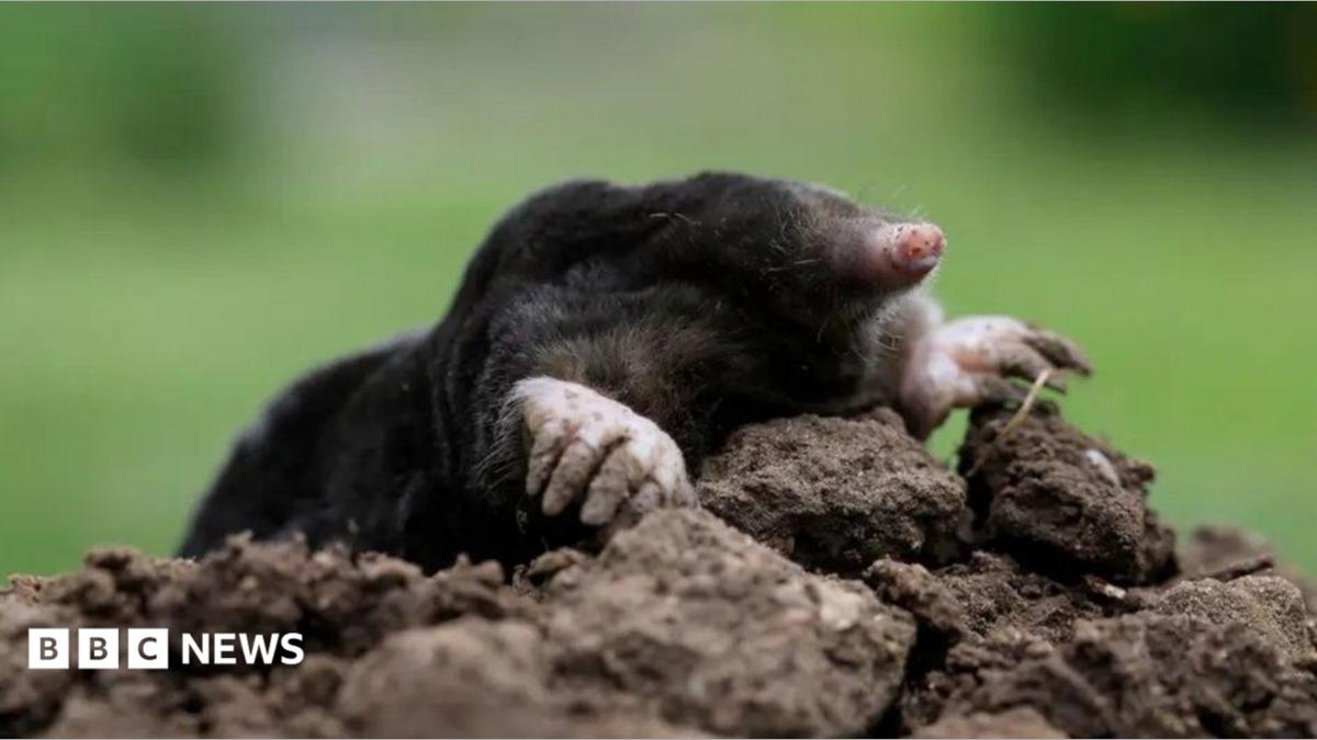 Tadley: Council clarifies mole gassing method in burial ground - BBC News