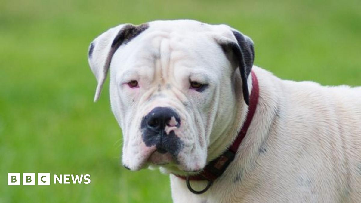 Doncaster pair admit owning dog that seriously injured man - BBC News