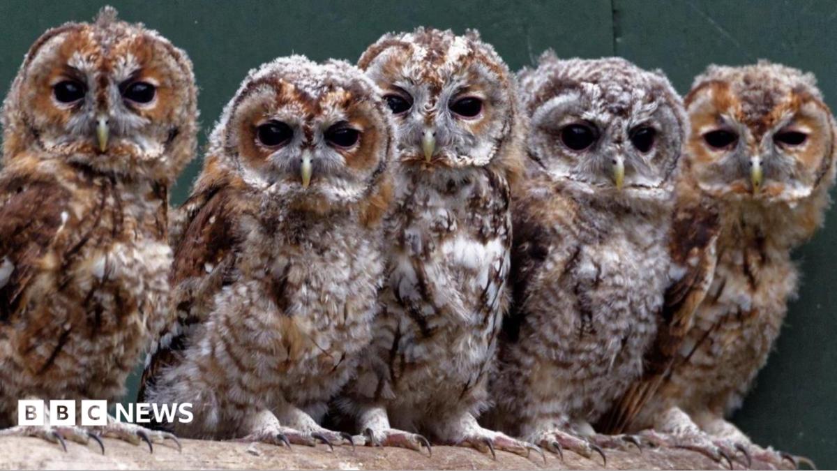 Banned Barrow owl sanctuary founder to be stripped of OBE - BBC News