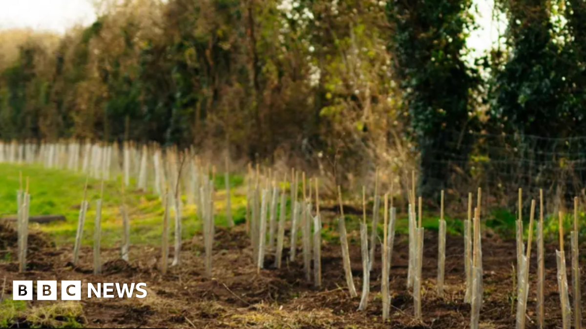 Humber Forest will grow for decades, say bosses - BBC News