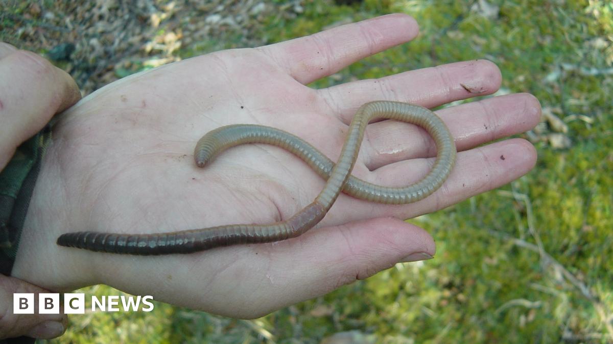 Rum has UK's biggest earthworms, Lancashire scientists say - BBC News