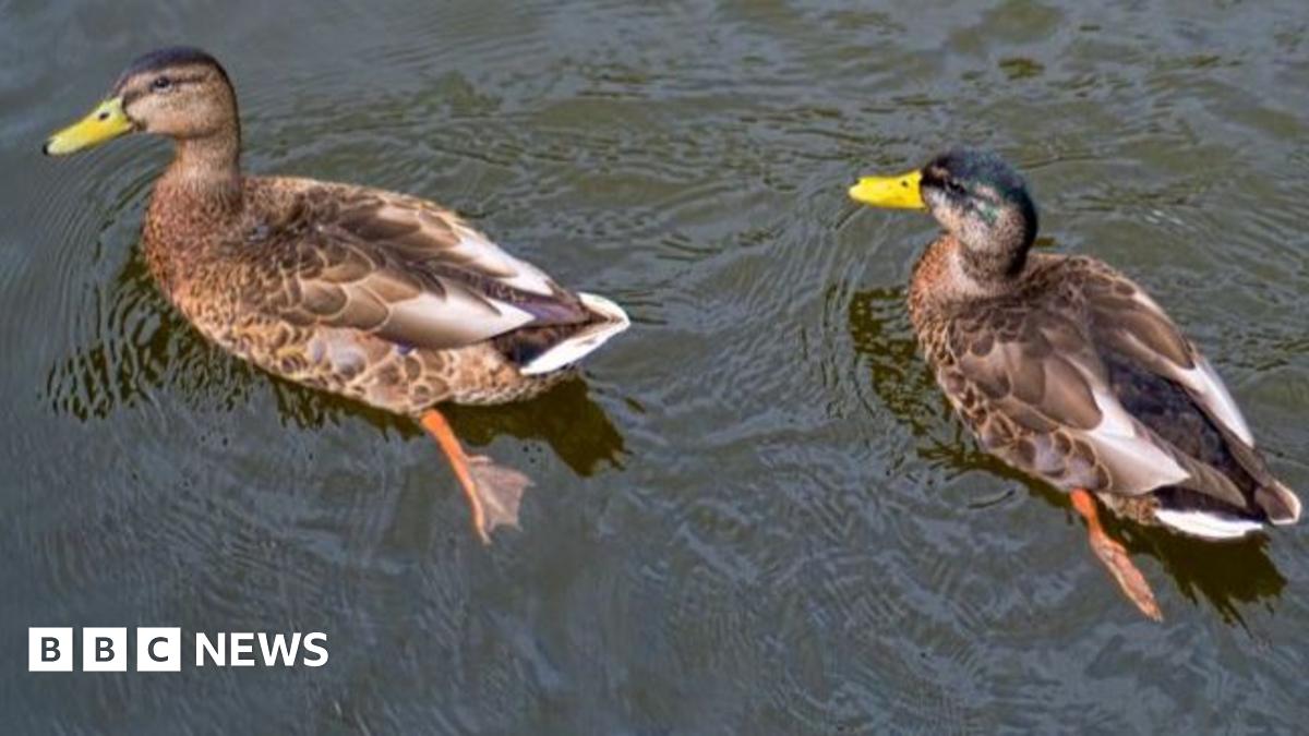 Lake in Ilkley 'devoid' of wildlife because of too many ducks - BBC News