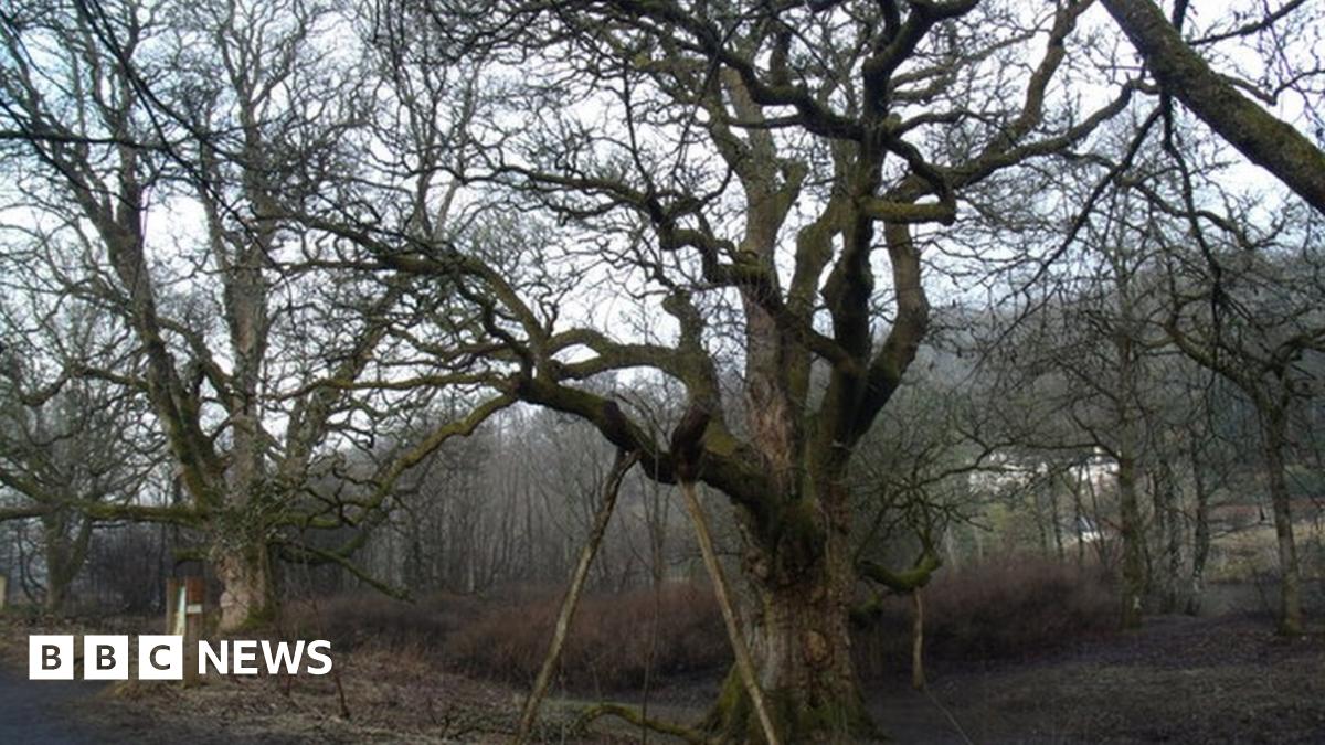Campaign to save ancient trees from 'Macbeth woods' - BBC News