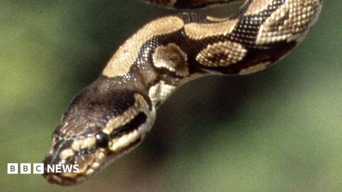 Nigerian snake ate millions of naira, clerk says - BBC News