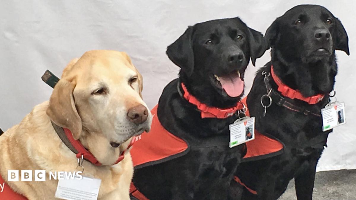 Stress-busting dogs on university staff - BBC News