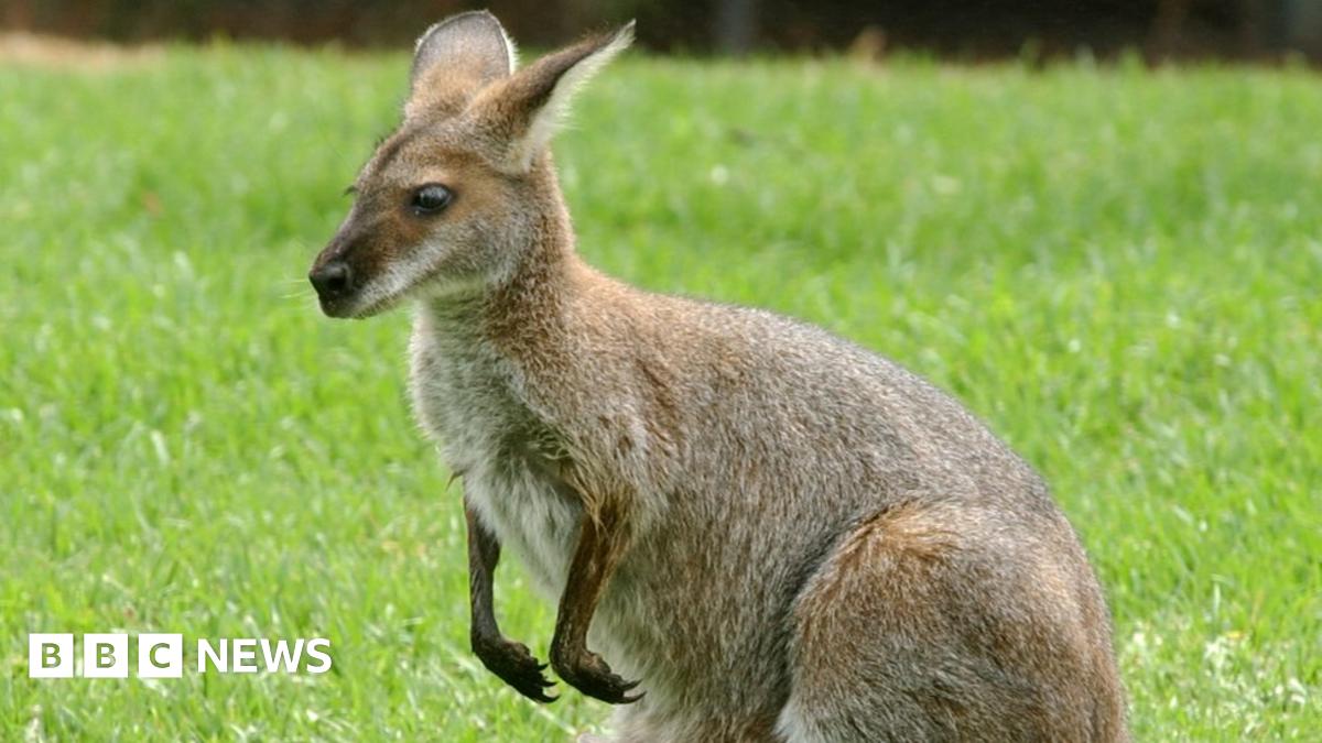 Mystery kangaroo in Austria still on the loose - BBC News