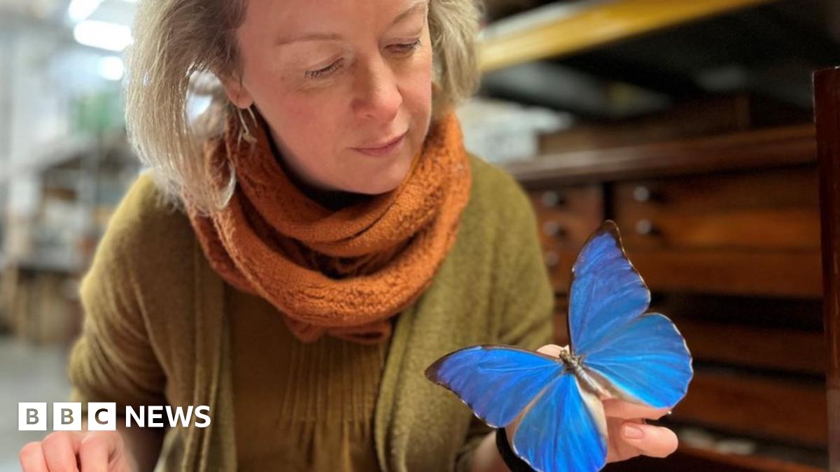 Leeds: Rare butterfly collection goes on display at museum - BBC News