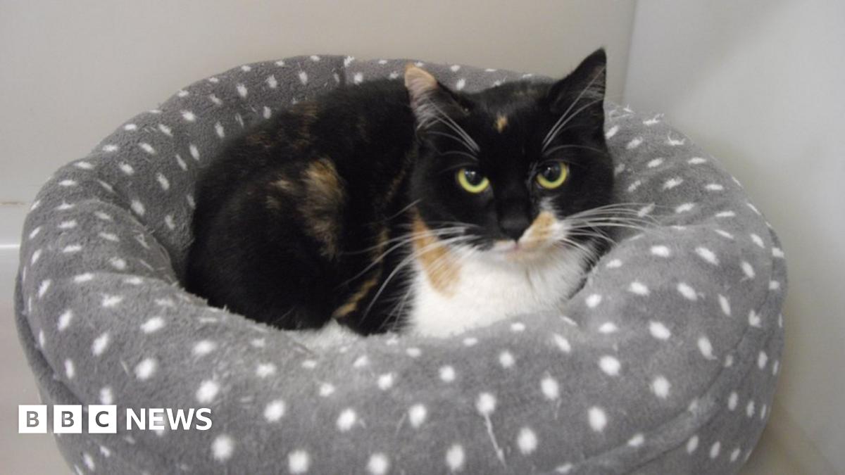 Cat trapped for 'a week' by motorbike in Leith - BBC News