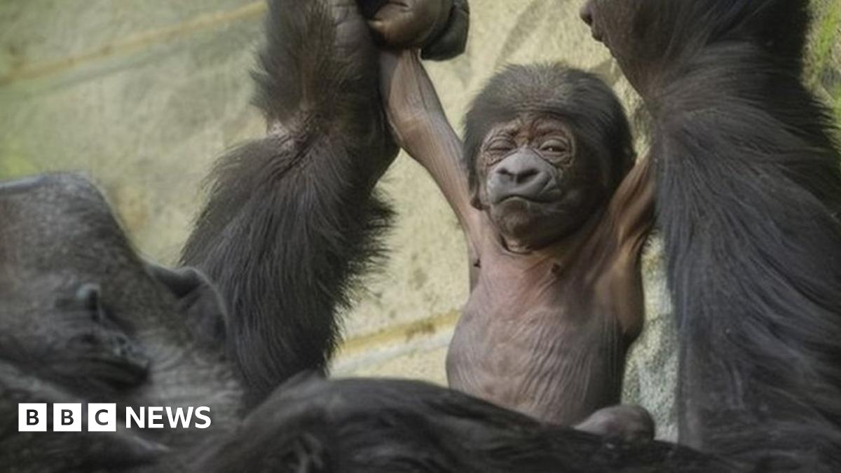 Endangered western lowland gorilla born at London Zoo - BBC News