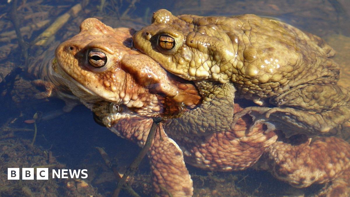 Toad numbers fall by two-thirds in 30 years - BBC News