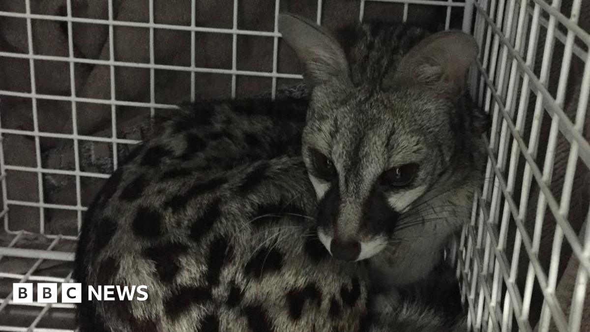 'Cat-like' genet found 200 miles from home at car depot - BBC News