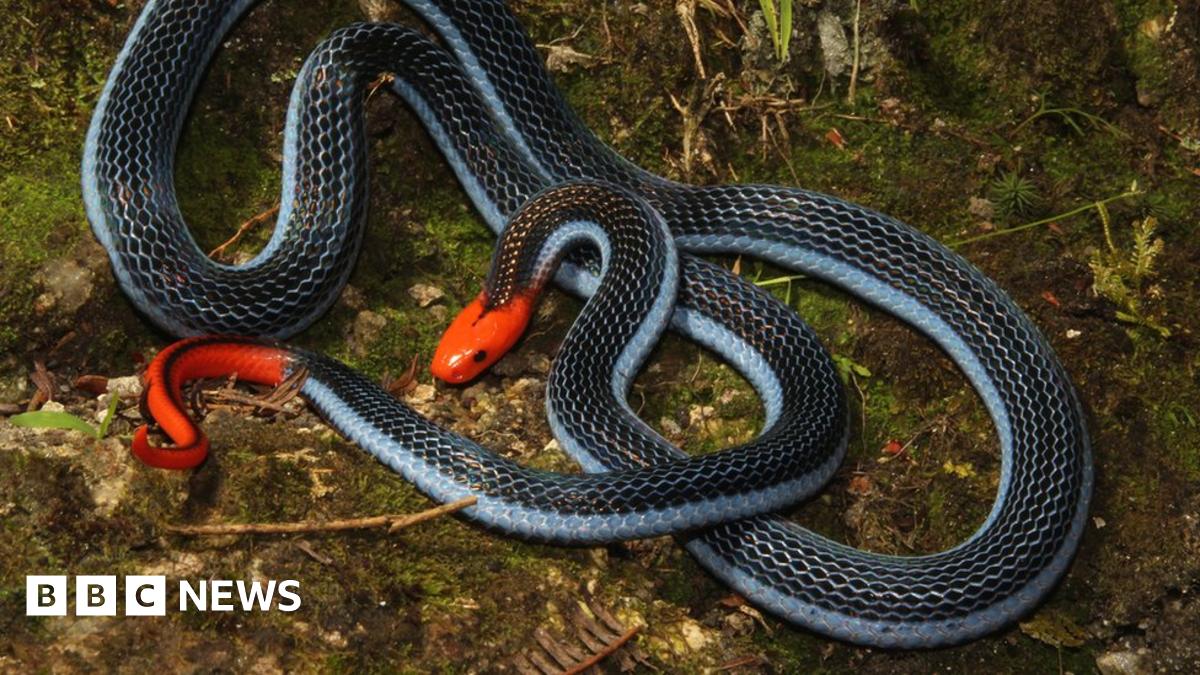 The venom of one of world's deadliest snakes could relieve pain, say ...