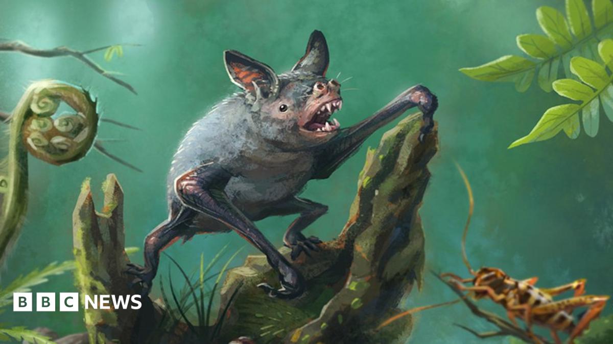 Giant bat: Remains of extinct burrowing bat found in New Zealand - BBC News