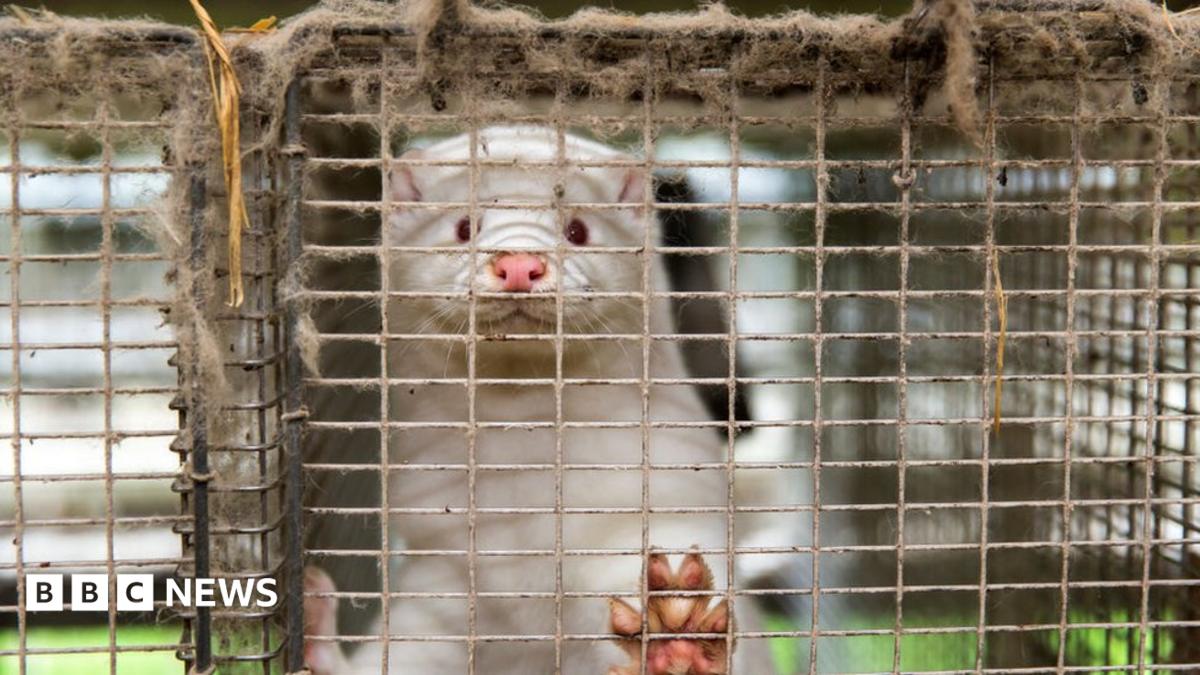 Danish mink cull: PM Frederiksen and officials heavily criticised - BBC ...
