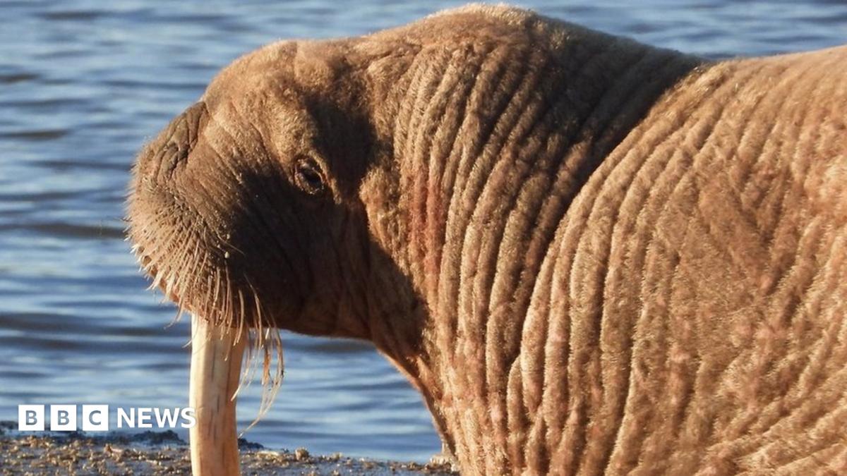 Thor the walrus spotted in Iceland after leaving UK - BBC News