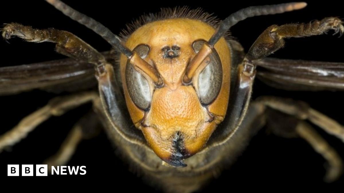 'Murder hornet': First nest found in US eradicated with vacuum hose ...